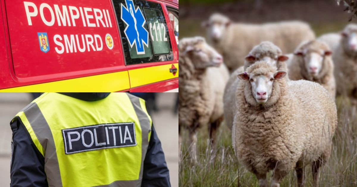 Cinci bărbați la spital, cincizeci de ovine moarte. Cum s-a ajuns în ...