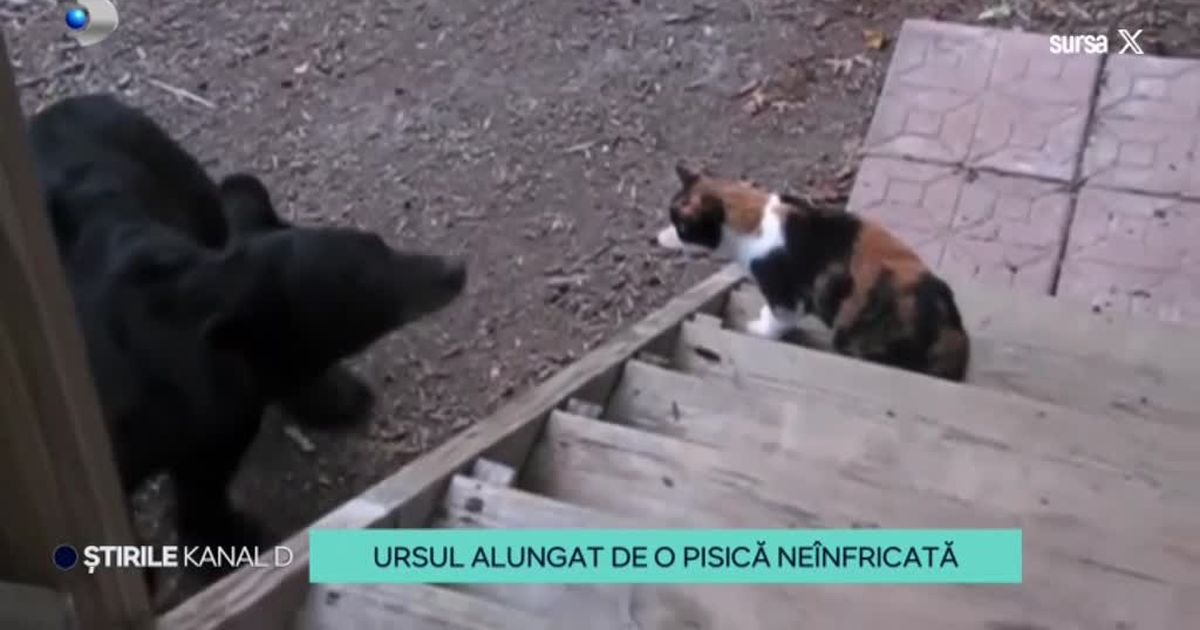 VIDEO Nu deranjați, pisică rea! O felină a reușit să pună pe fugă un ...
