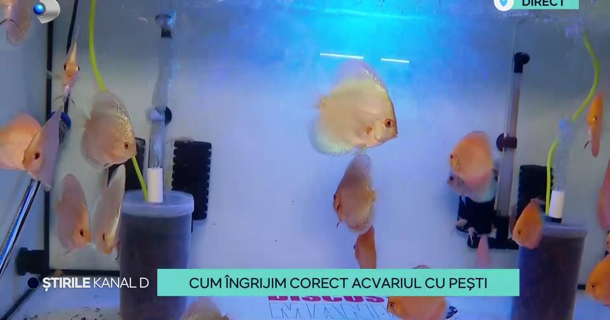 VIDEO Cum îngrijim acvariul cu pești? Este foarte important ca aceste ...