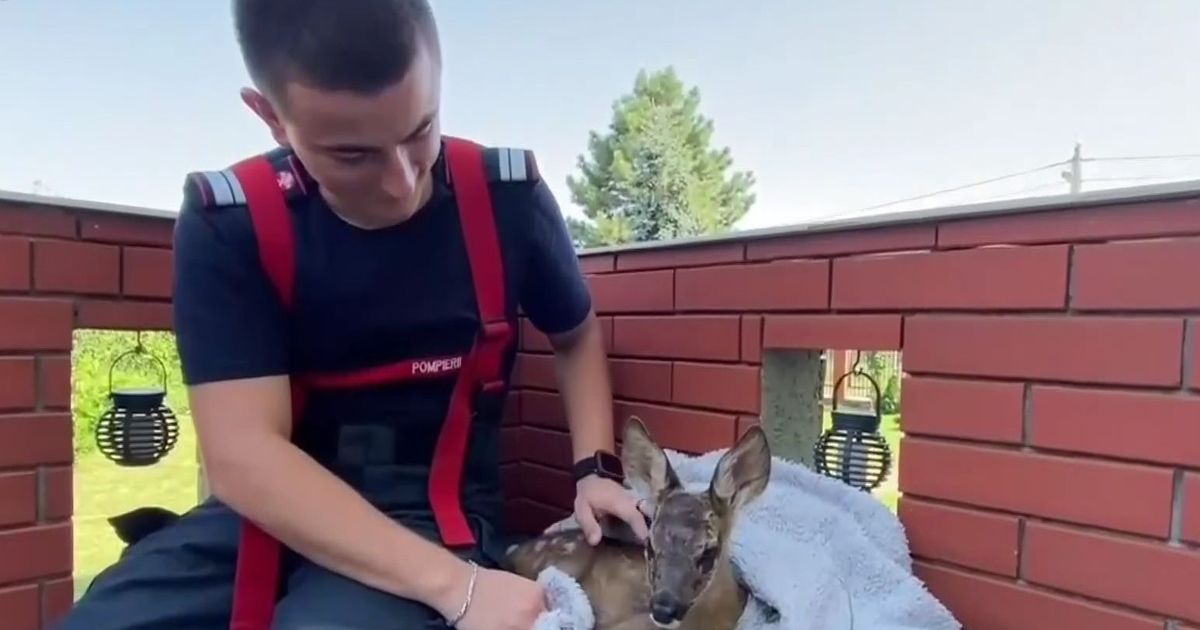 VIDEO Pui de căprioară, salvat de pompieri! Animăluțul a fost tratat și ...