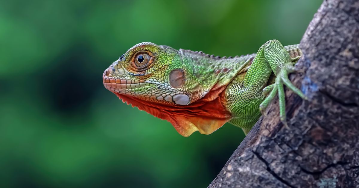VIDEO Prima dată în lumea reptilelor! Copiii, fascinați de viețuitoare ...