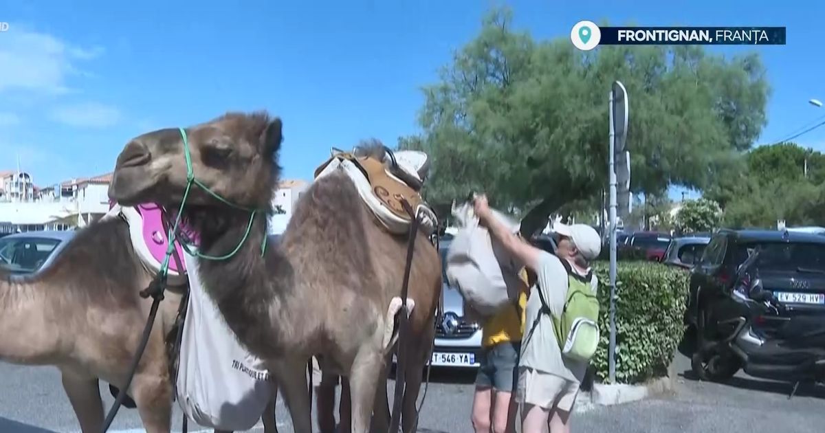 VIDEO Cămilele, ajutoare de gunoieri! Animalele sunt un partener de ...
