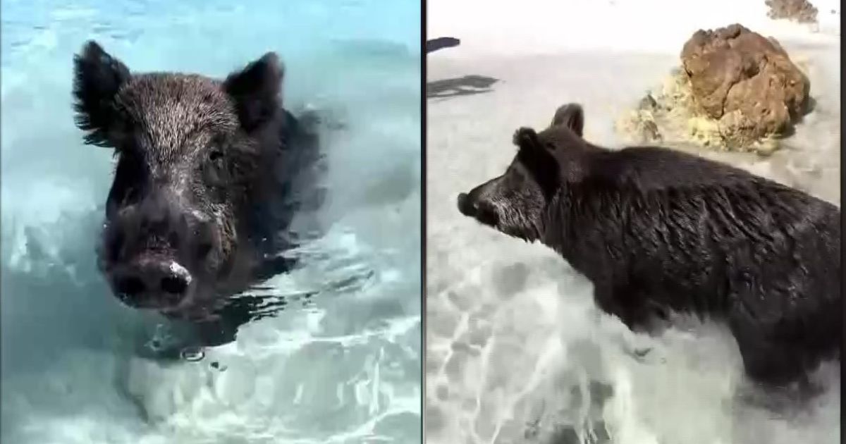 VIDEO Canicula a devenit insuportabilă și pentru animale! Un porc mistreț a devenit viral pe ...