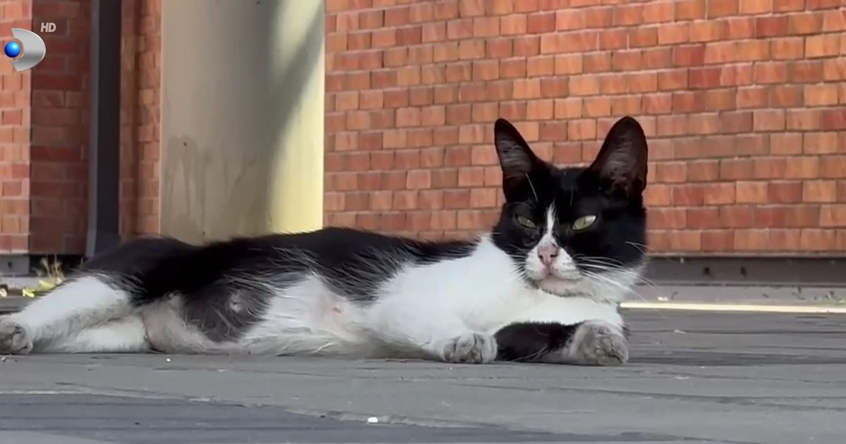 VIDEO Căldura excesivă, povara animalelor de pe stradă! Câinii și ...