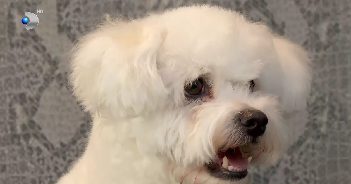 VIDEO Vara, sezonul pericolelor pentru animalele de companie! Cum ...