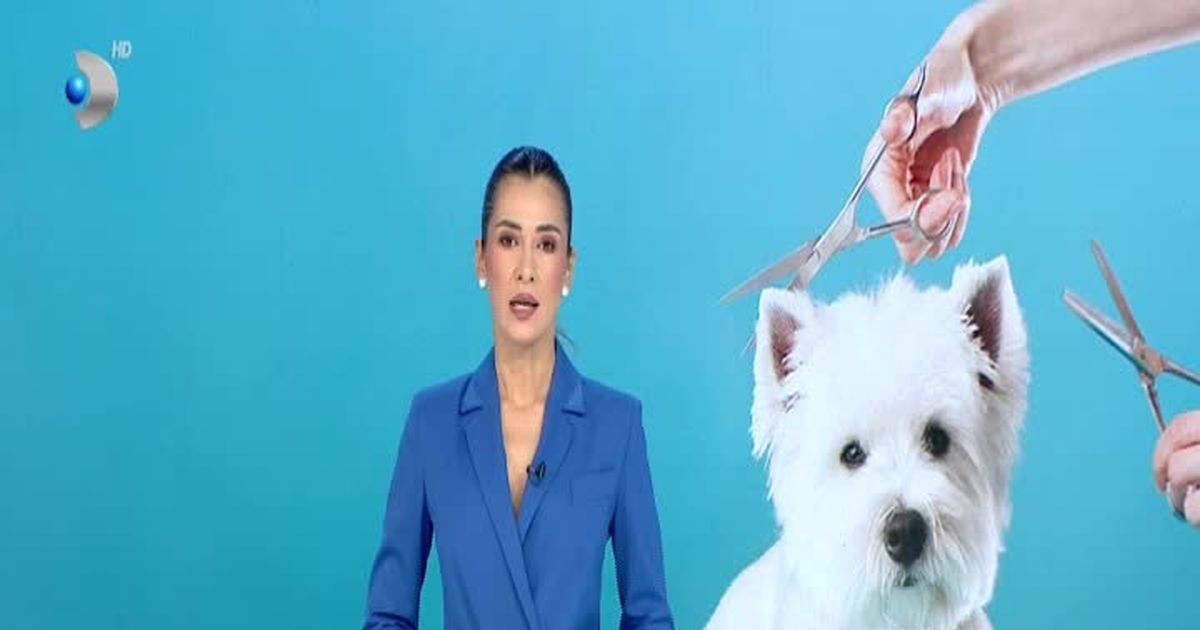 VIDEO: VIDEO Vara, sezonul pericolelor pentru animalele de companie ...