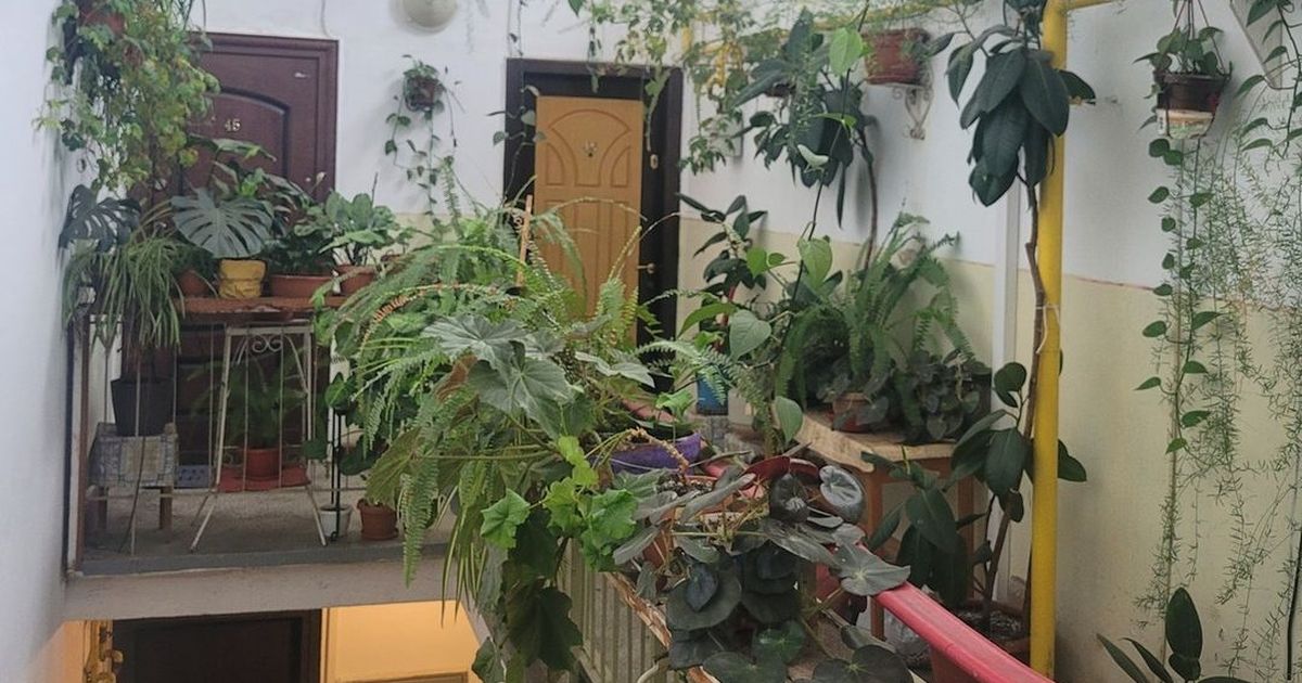 Ghiveciul din scara blocului le-ar putea aduce amenzi românilor. Suma ...
