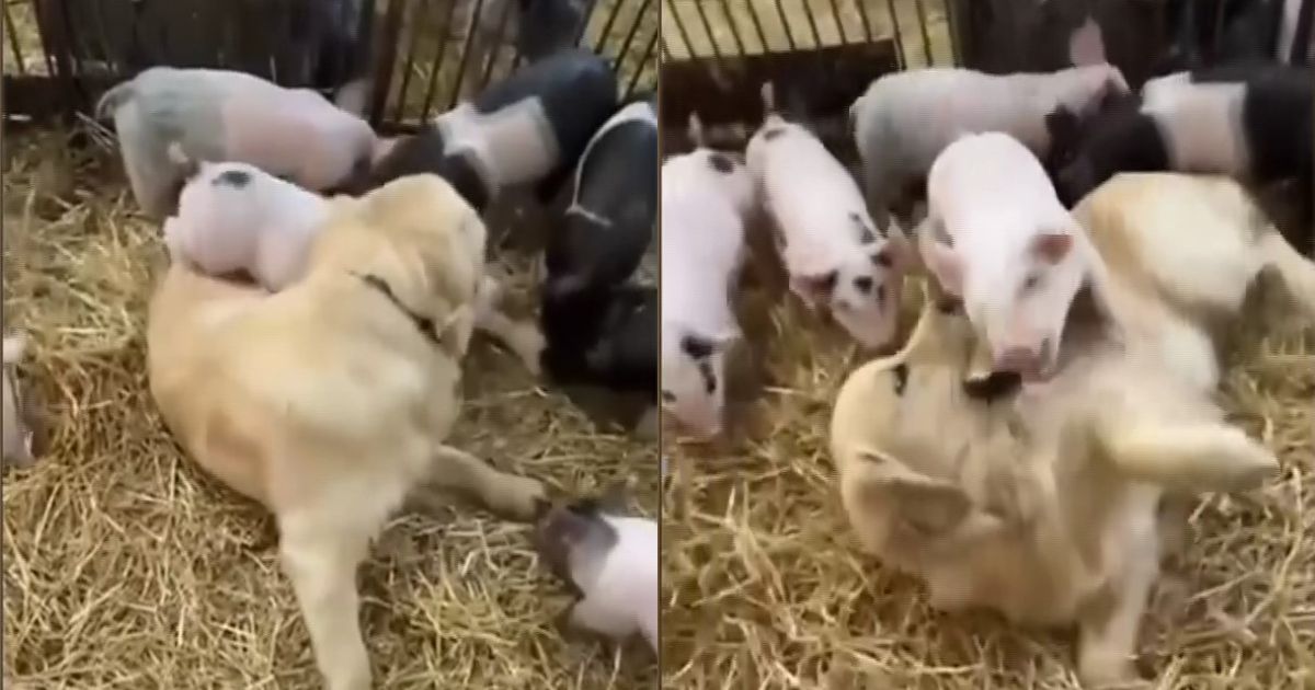 VIDEO Gusturile ciudate ale unui labrador! Câinele este prieten „la ...