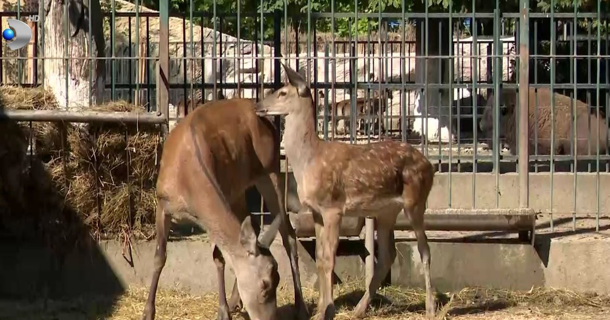 VIDEO Bambi își scrie o nouă poveste la o grădină zoologică! Puiul de ...