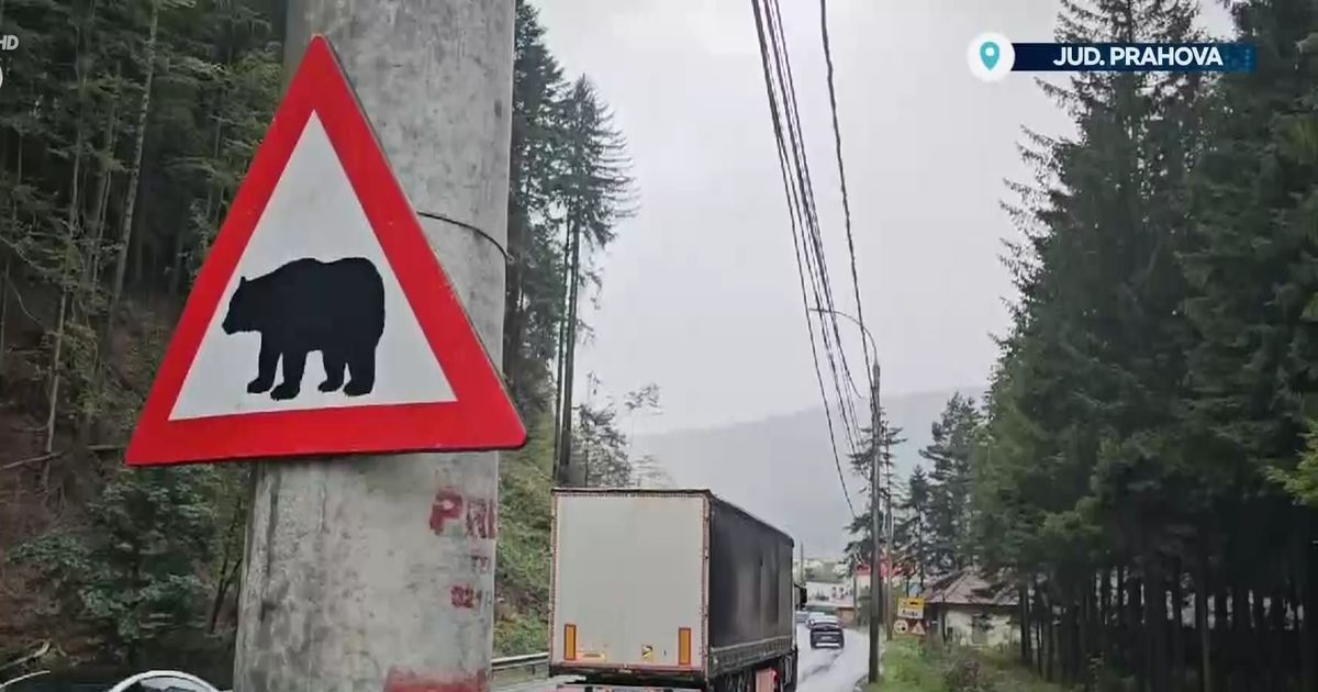 VIDEO Atenție, urși! Unii îi vânează, iar alții sunt în pericol din ...