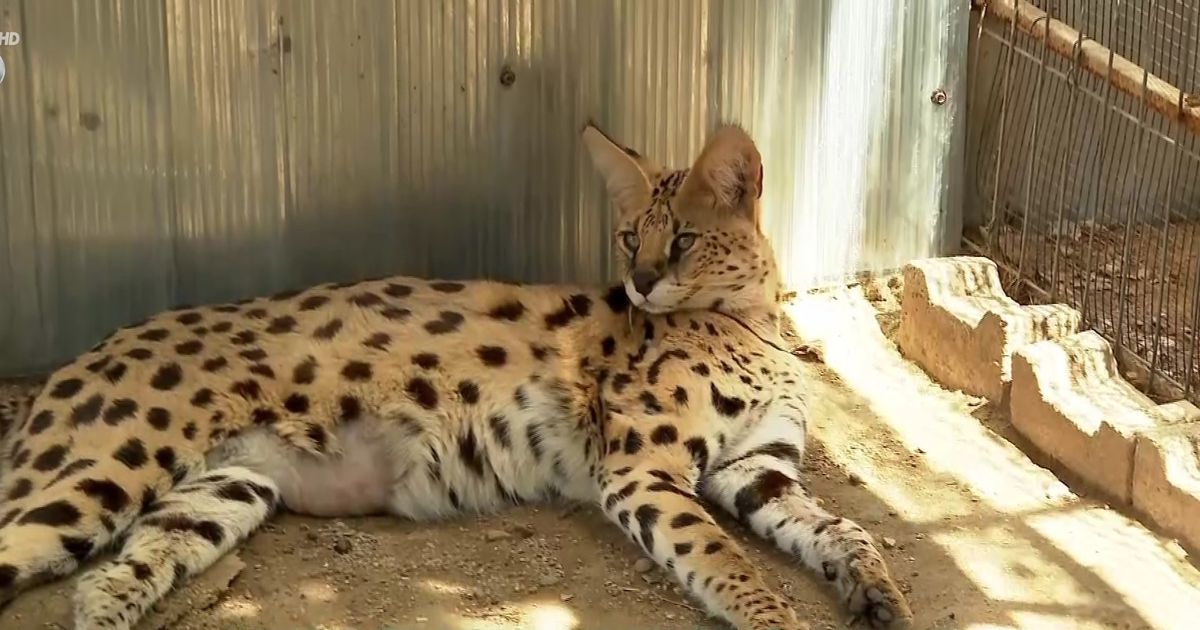 VIDEO Râsul african, un animal de companie exotic! Cât de greu este să ...
