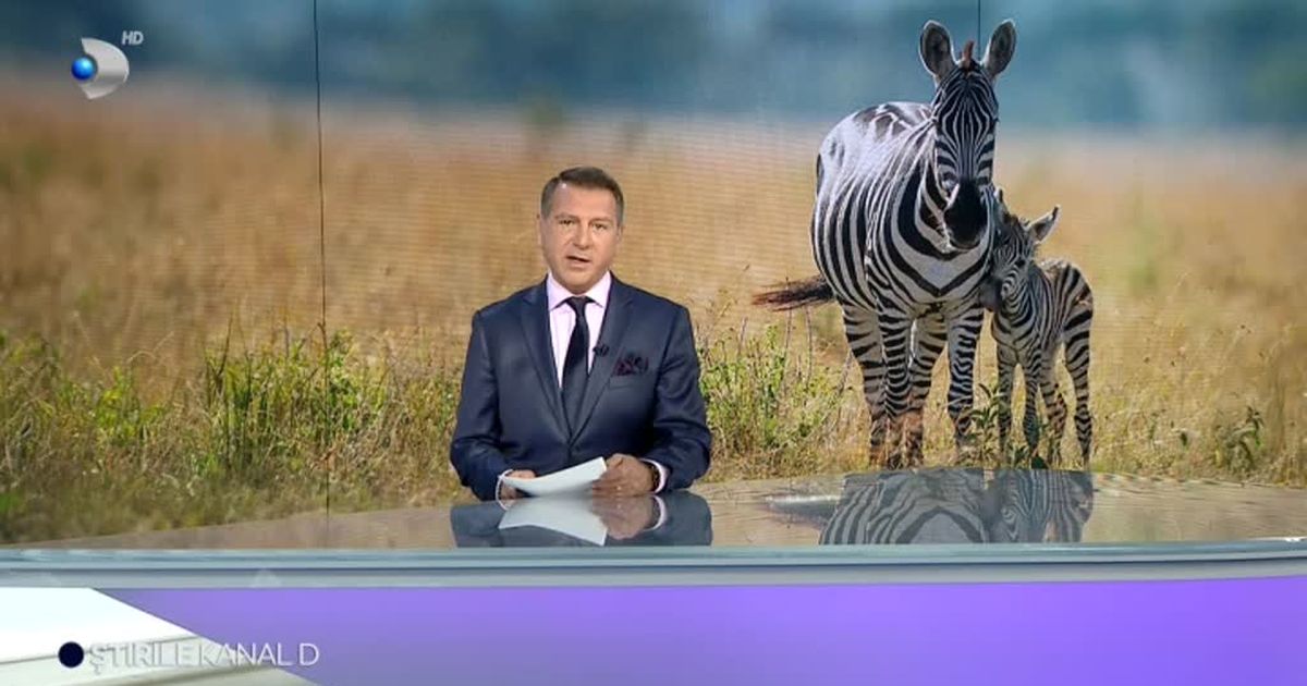 VIDEO Beauty, primul pui de zebră născut la grădina zoologică din ...