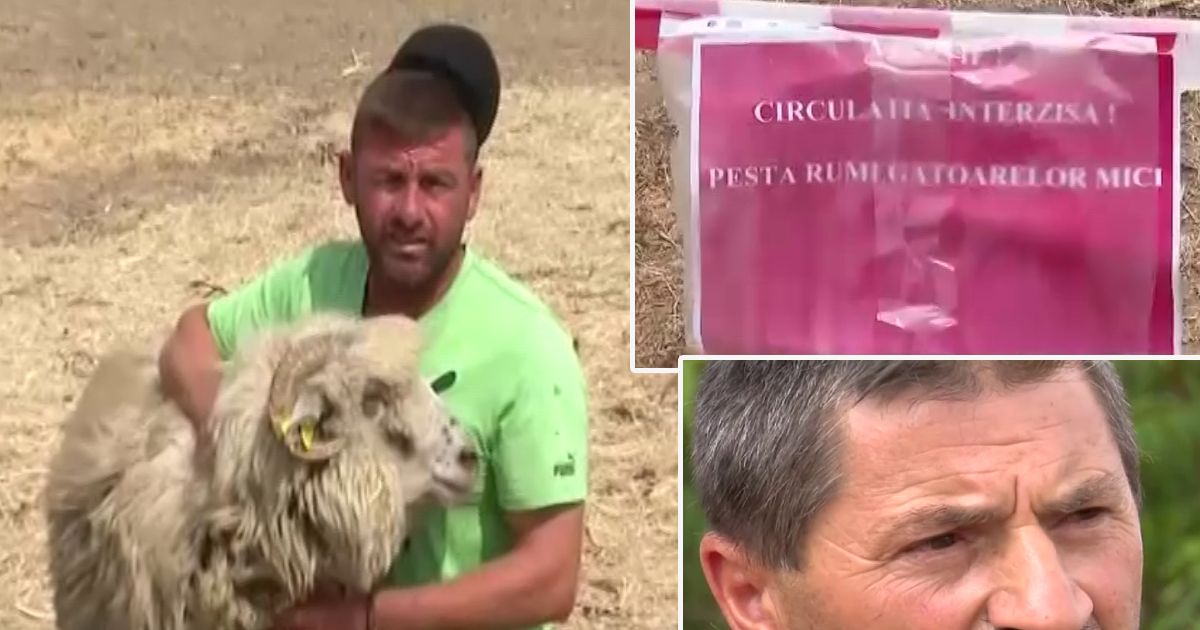 VIDEO Dramă de proporții! Ciobanii din România rămân cu stânele goale ...