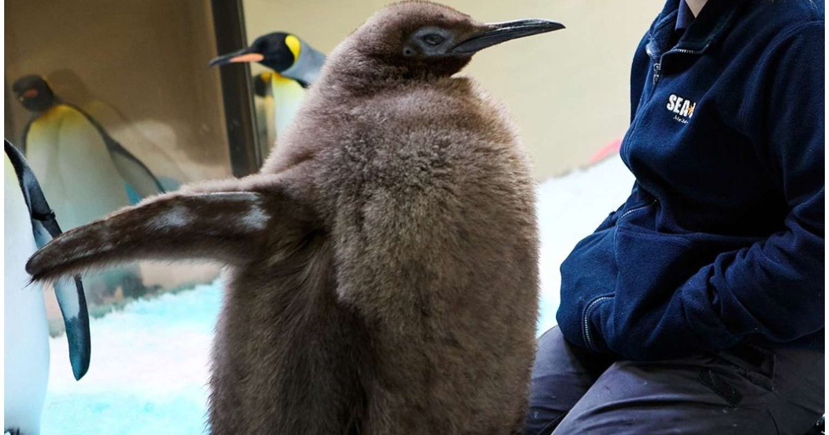 VIDEO Pesto, cel mai dolofan pui de pinguin - Stirile Kanal D