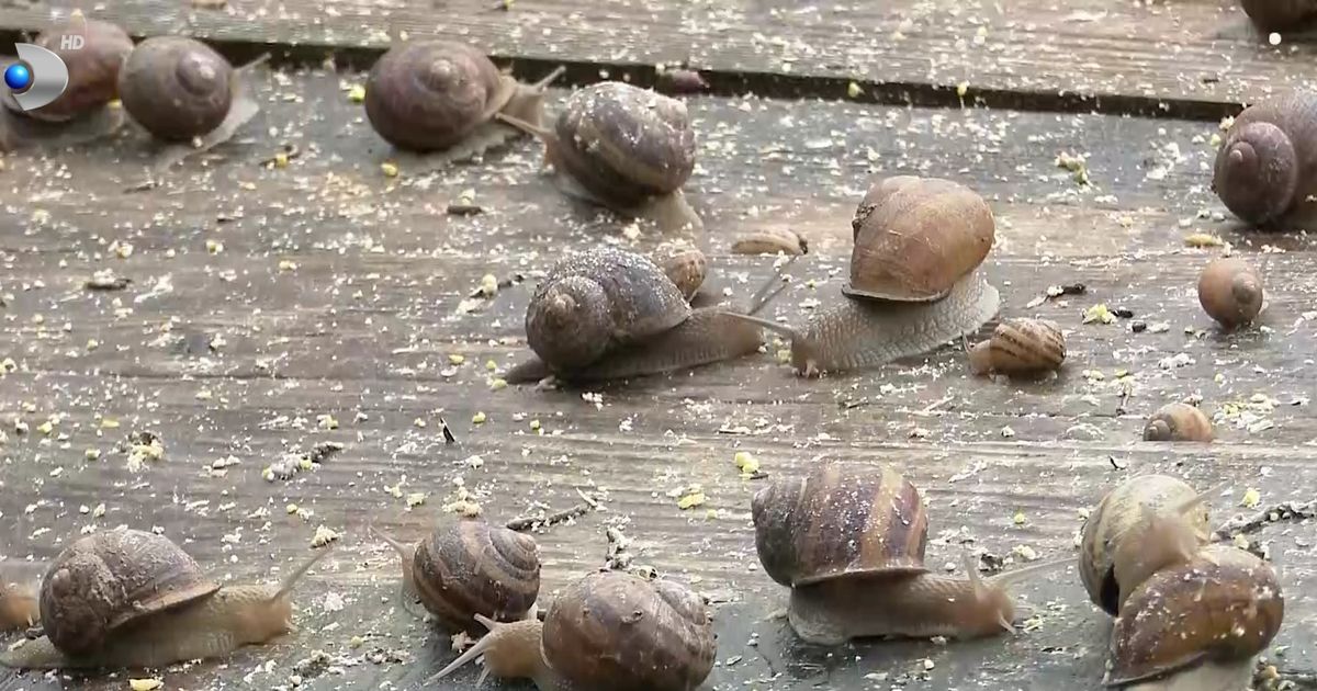 VIDEO „Am zis să umplem golul de pe piața din România”. Melcii ...