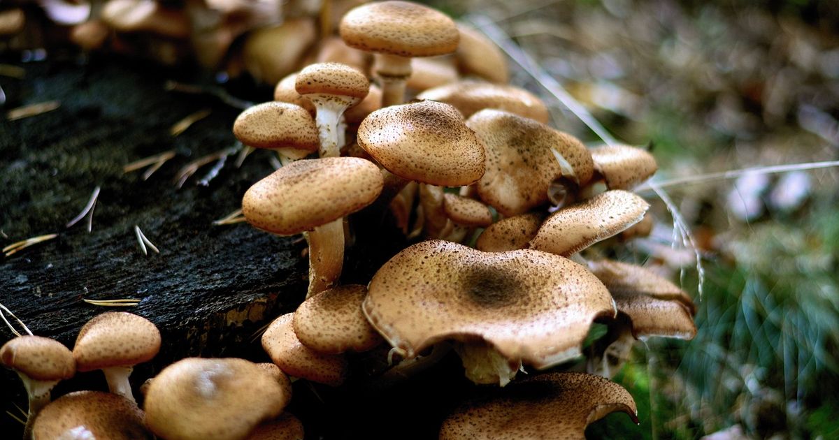 Ghebe la borcan cu oțet și usturoi: O rețetă delicioasă pentru iarnă ...