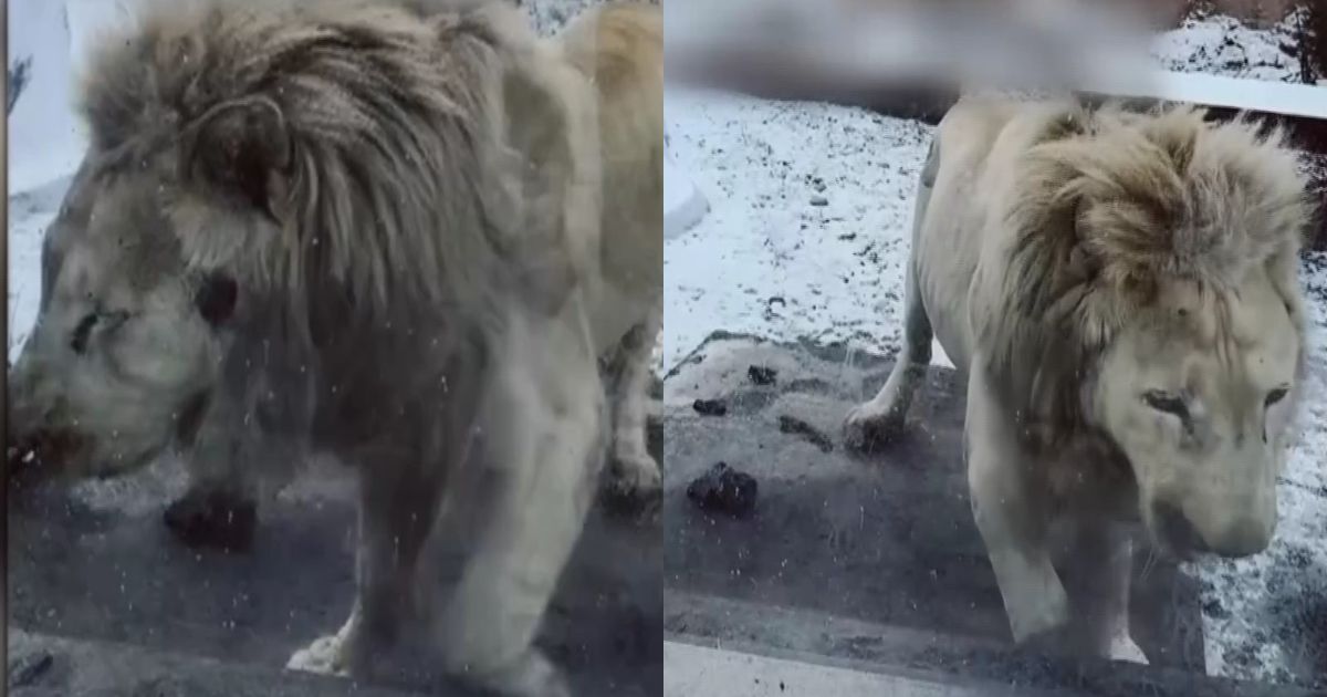 VIDEO Leul alb, filmat într-o stare deplorabilă - Stirile Kanal D