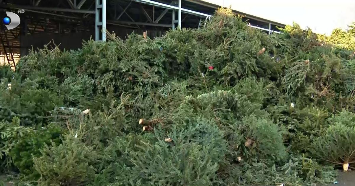 VIDEO Brazii de Crăciun, transformați în îngrășământ - Stirile Kanal D