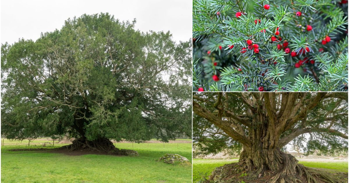 În Maramureș încă se găsește un copac extrem de rar: Ajunge la 15-20 de ...