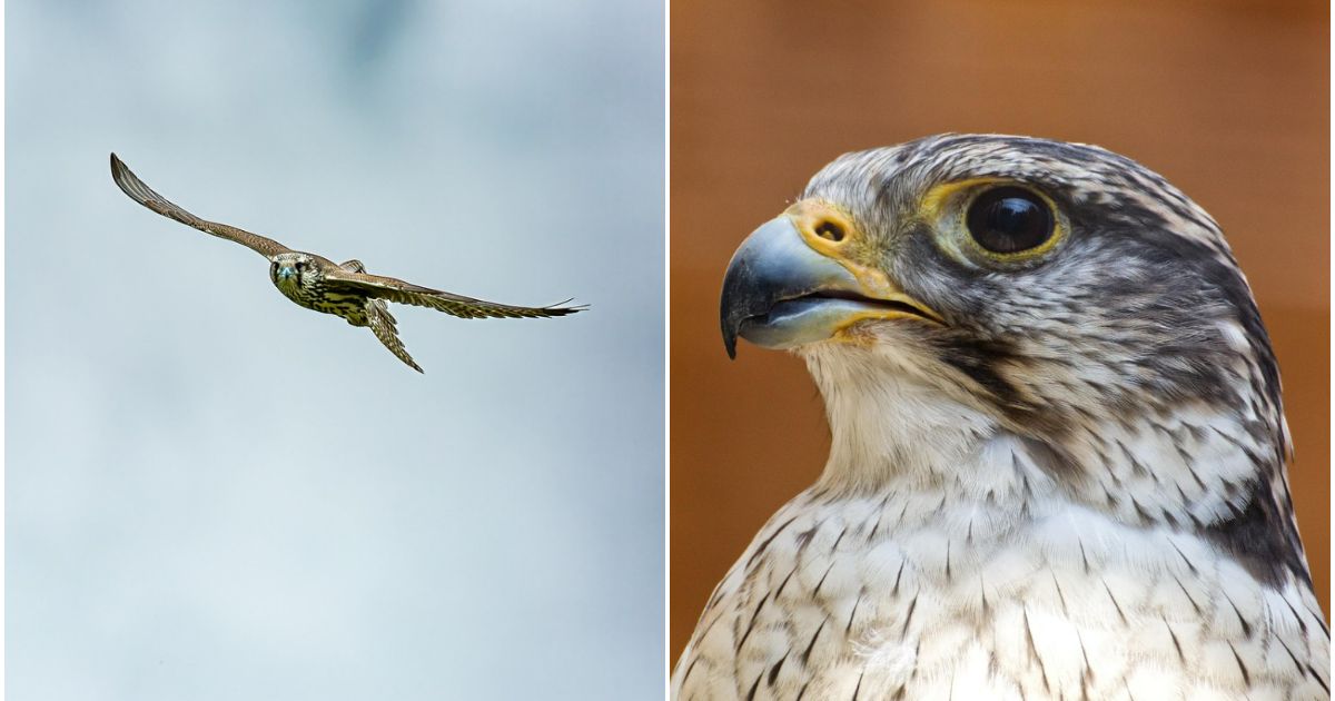 În România încă mai trăiește una dintre cele mai rare păsări din lume ...