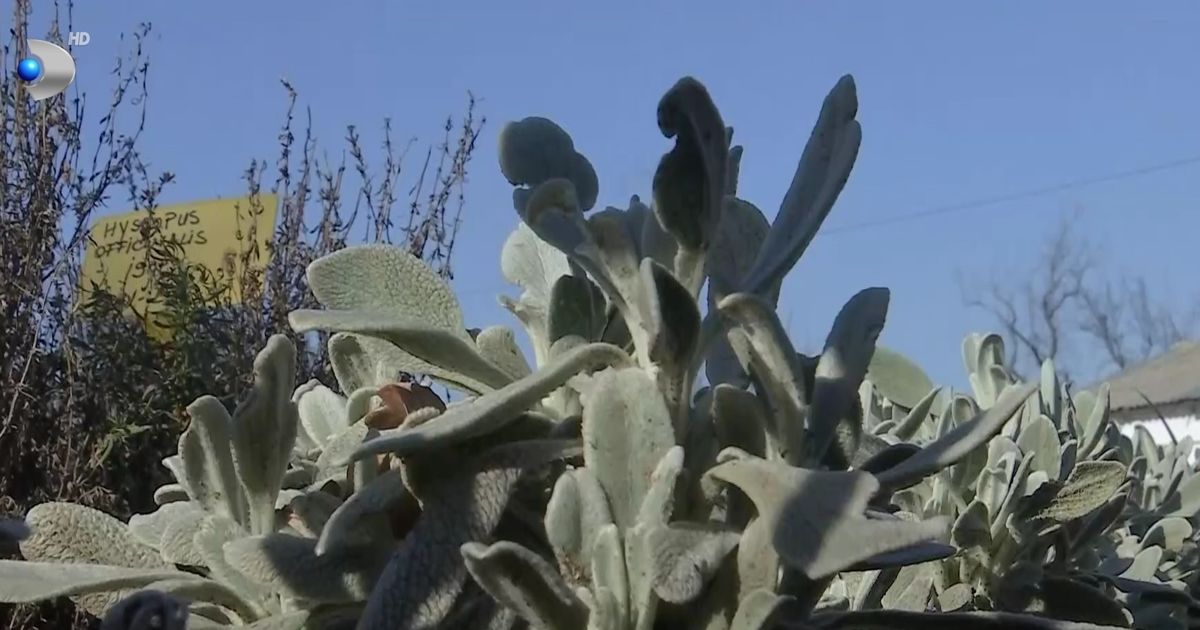 VIDEO „Poate fi recoltată tot anul” Plante rezistente la frig - Stirile Kanal D