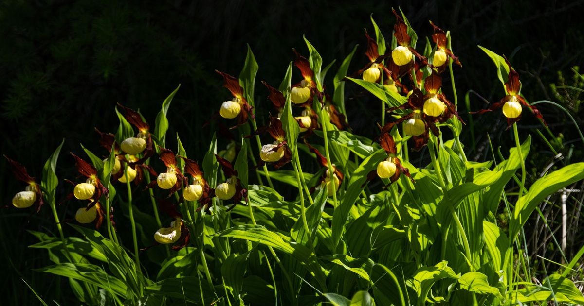 În România crește o specie de orhidee cu o frumusețe aparte: Această ...