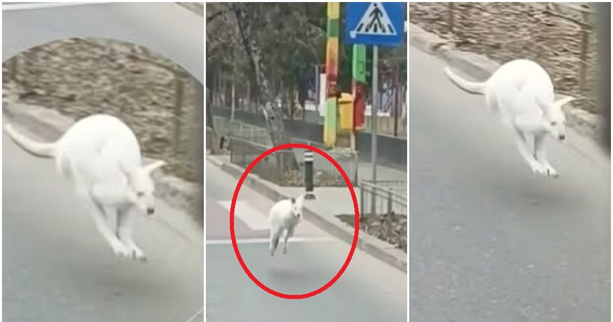 VIDEO Un cangur alb, filmat cum aleargă printre mașini în București ...