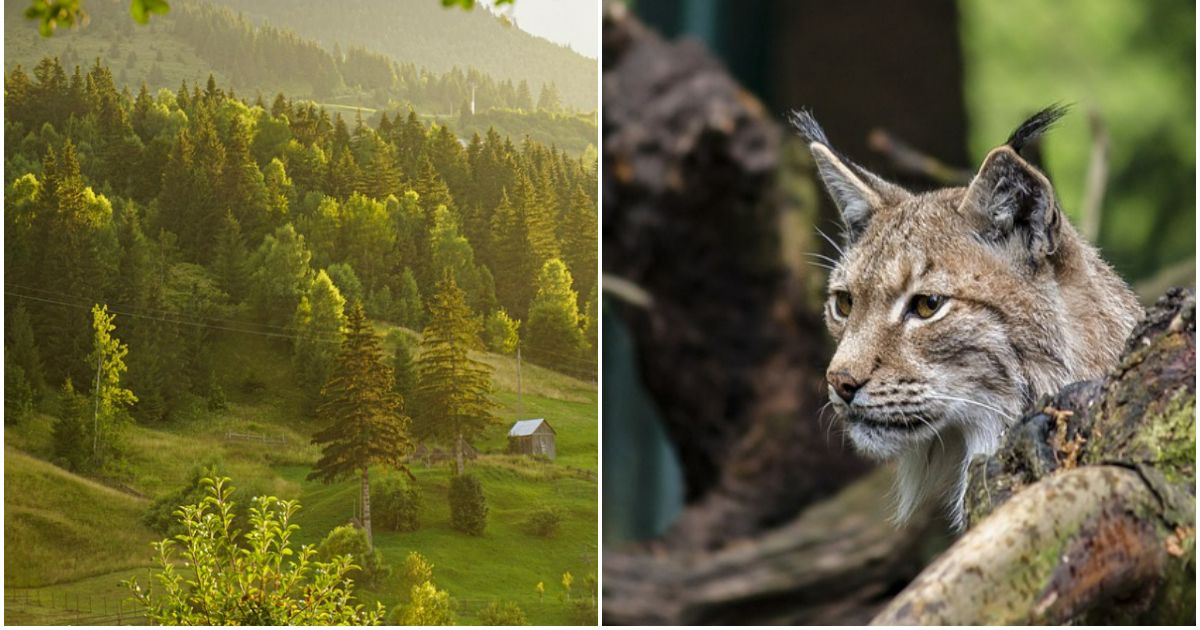 În Maramureș încă mai trăiește un animal rar: Este un maestru al ...