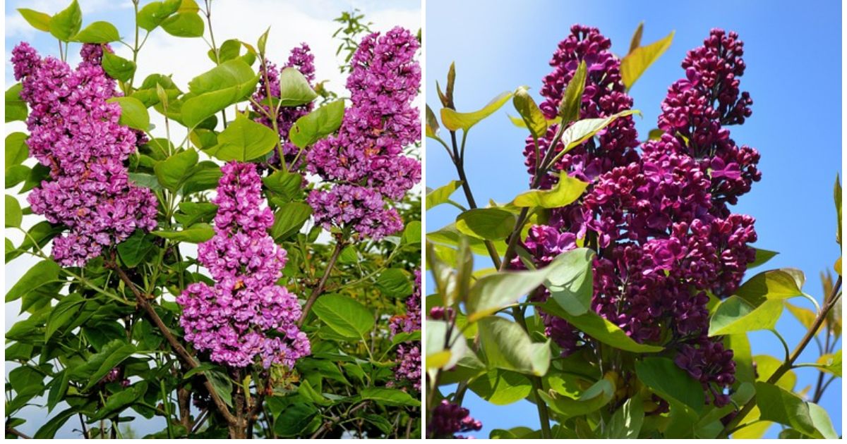 Știați că în România există o pădure de liliac? Se întinde pe o ...