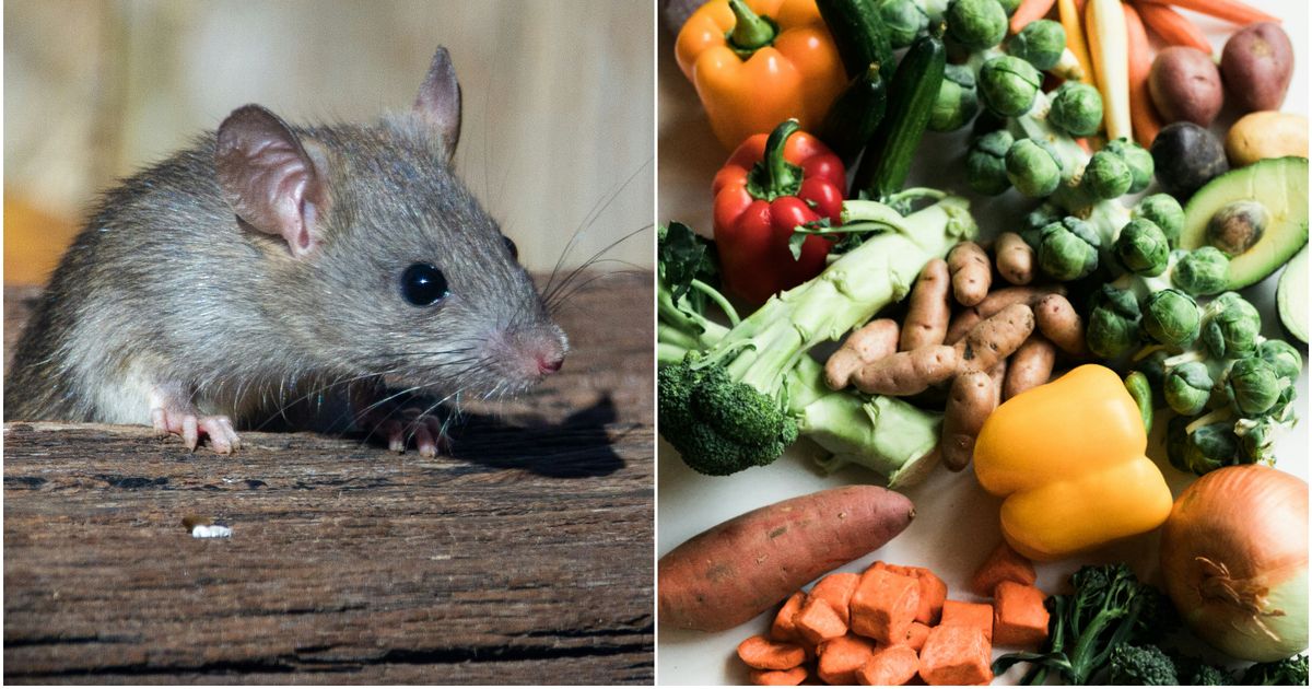 Descoperire macabră într-un supermarket din Italia! Capul unui șoarece ...