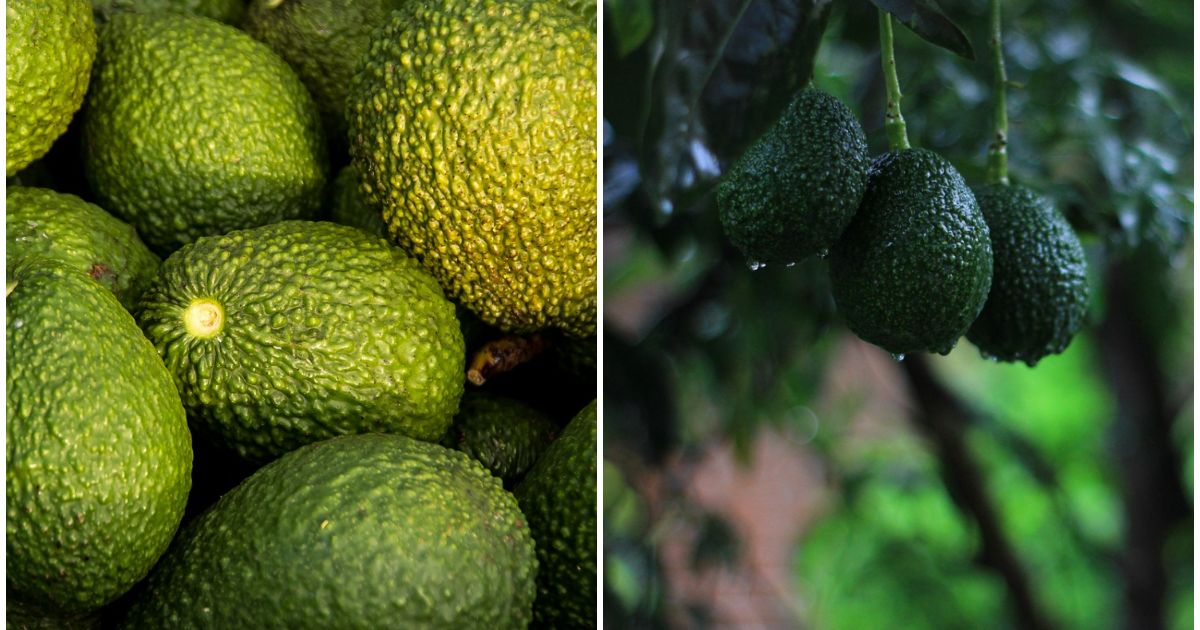 5 lucruri mai puțin cunoscute despre avocado: Crește într-un pom care ...