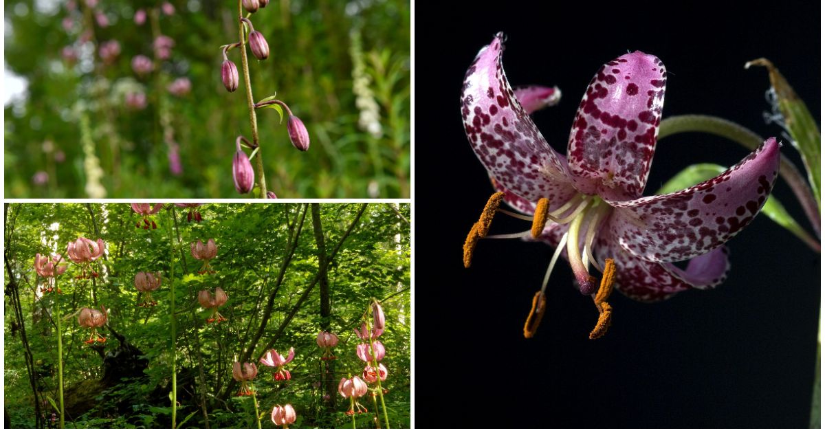 Crinul de pădure încă se mai găsește în Maramureș: Planta este de o ...