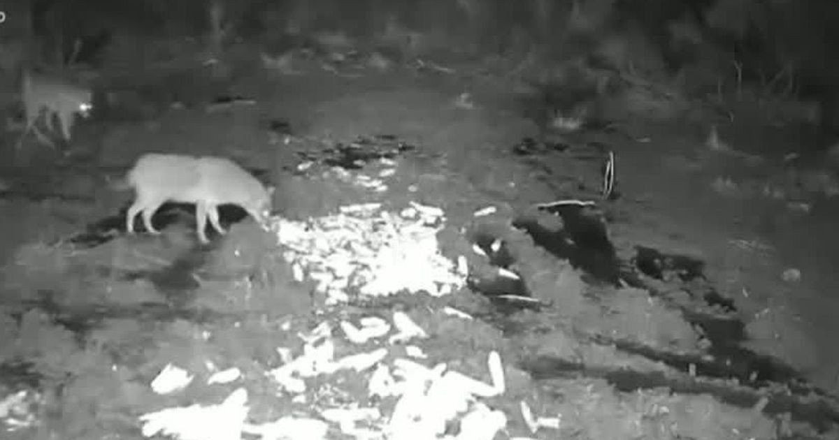 VIDEO Alertă în Otopeni- porc mistreț în mijlocul orașului - Stirile ...