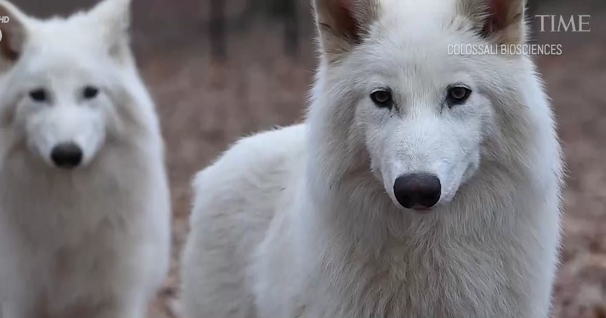 VIDEO Lupii preistorici, readuși la viață - Stirile Kanal D