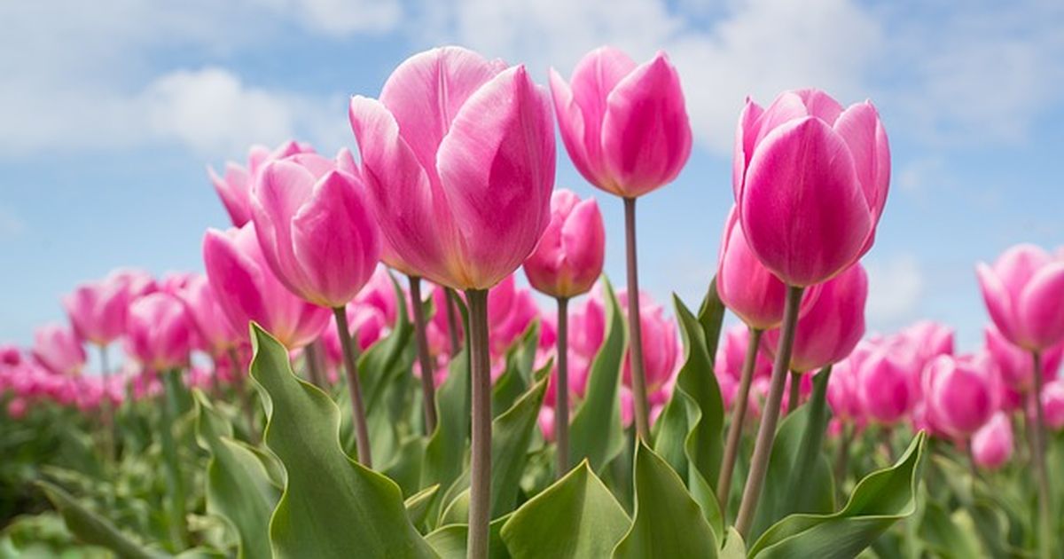 Mesaje de Florii 2025: La mulți ani, Florin, Florina, Florentina ...