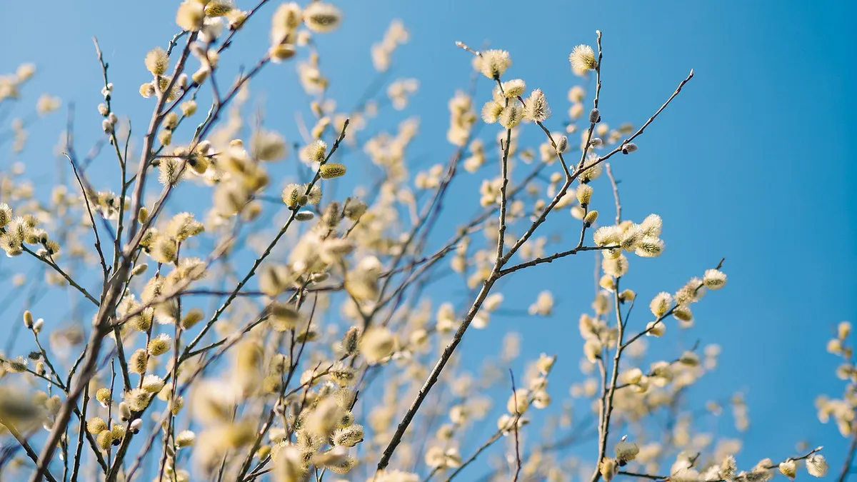 Mesaje de Florii 2025: La mulți ani, Florin, Florina, Florentina ...