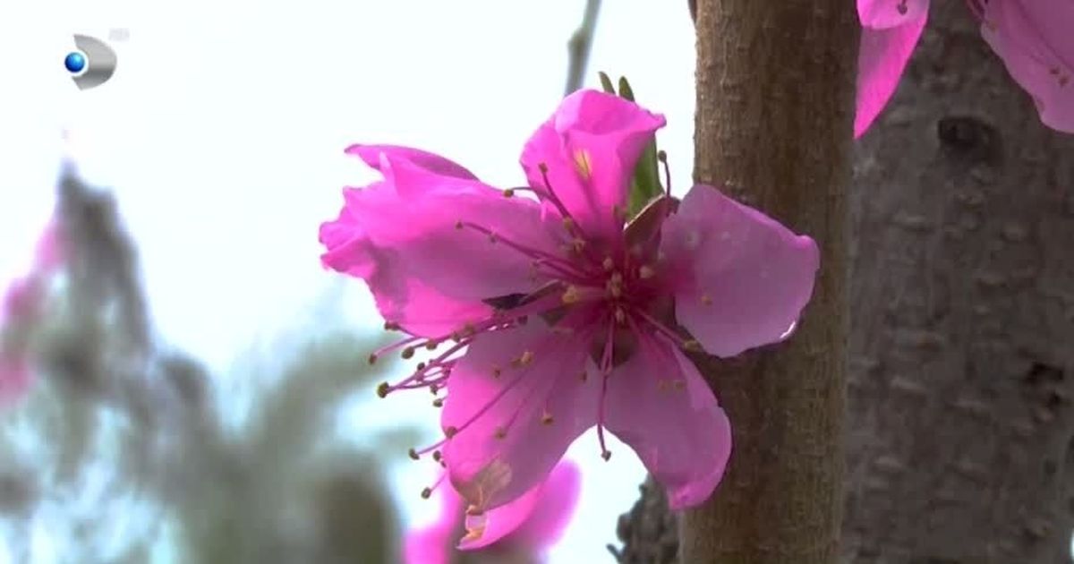 VIDEO Gerul din aprilie amenință recolta de fructe - Stirile Kanal D