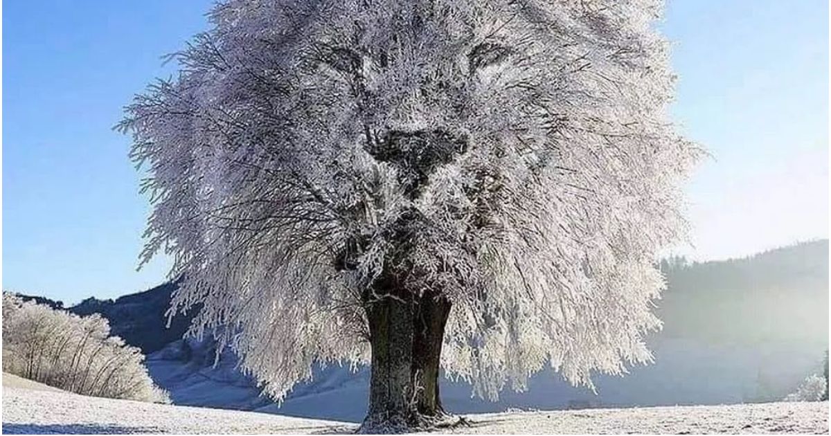 O iluzie optică virală îți dezvăluie personalitatea ta ascunsă. Ce vezi ...