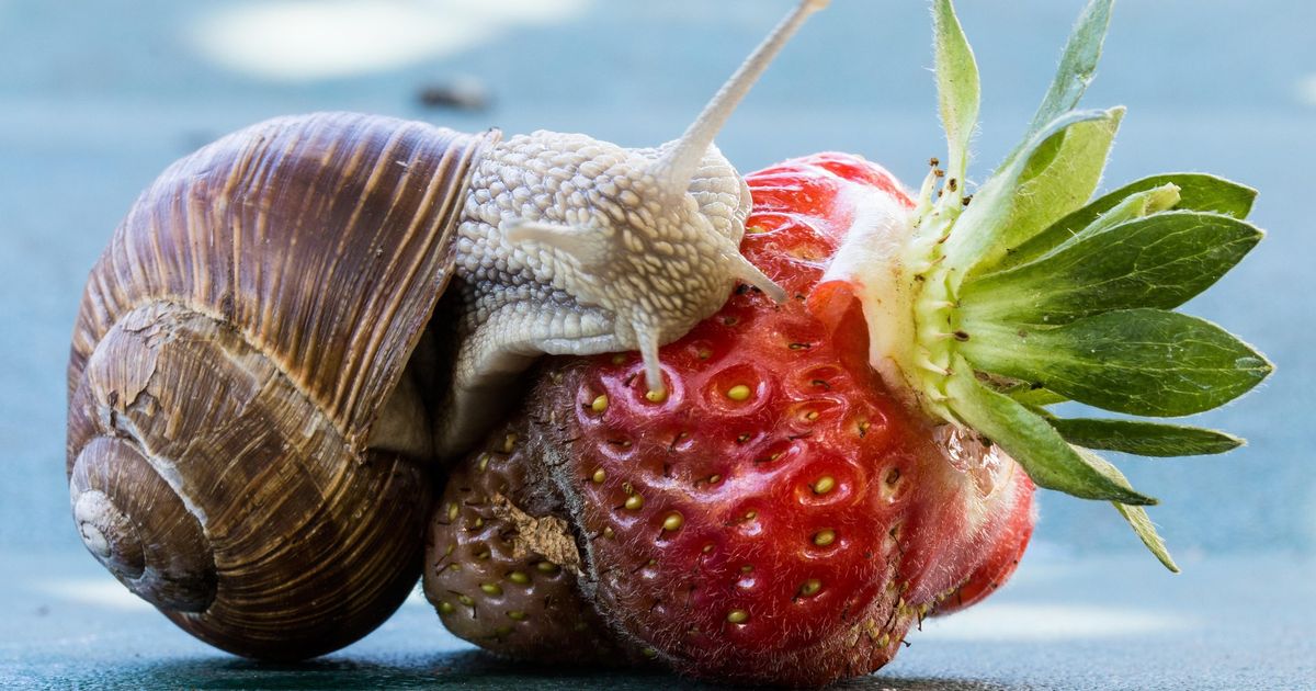 Cum să scapi de melcii de grădină rapid și fără chimicale: trucul cu ...
