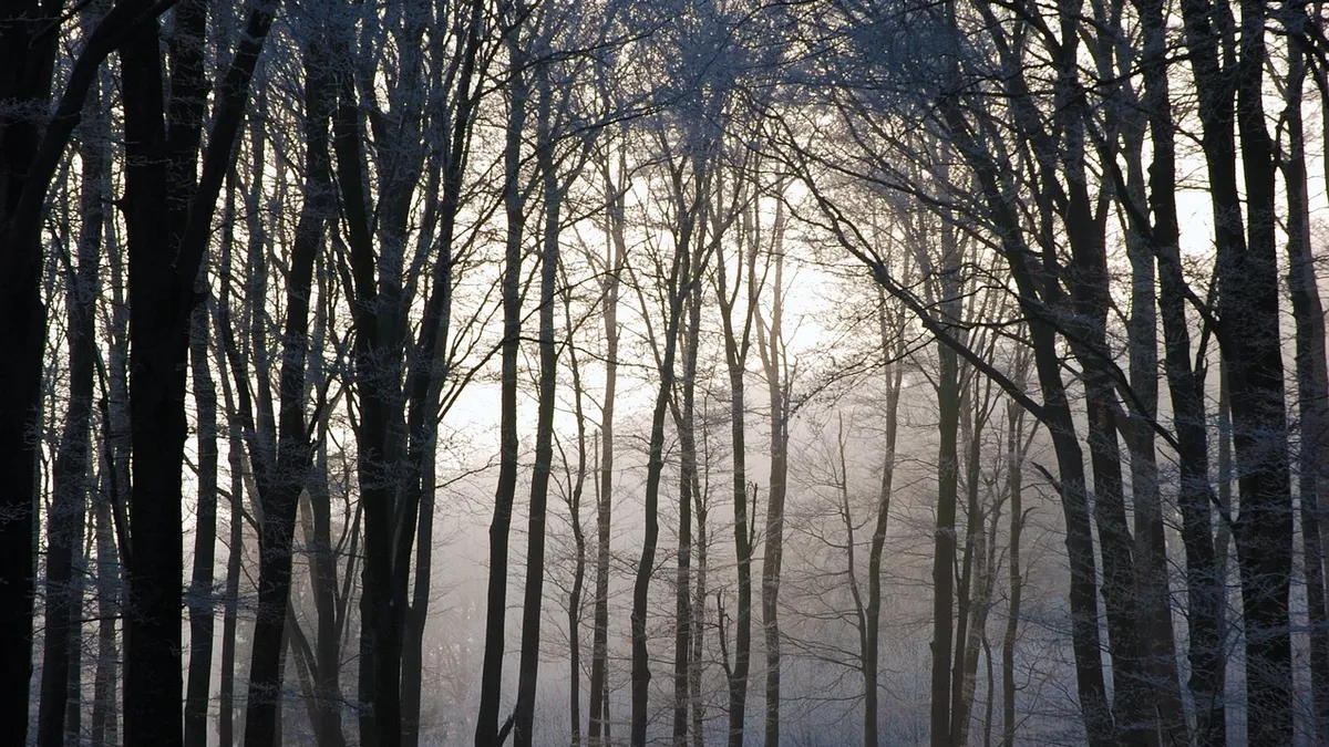 7 copaci pe care nu ar trebui să îi ai în curte – puțini știu că sunt ...