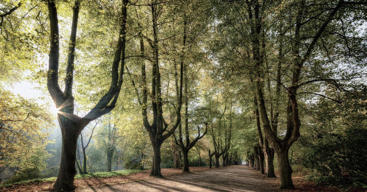 7 copaci pe care nu ar trebui să îi ai în curte – puțini știu că sunt ...