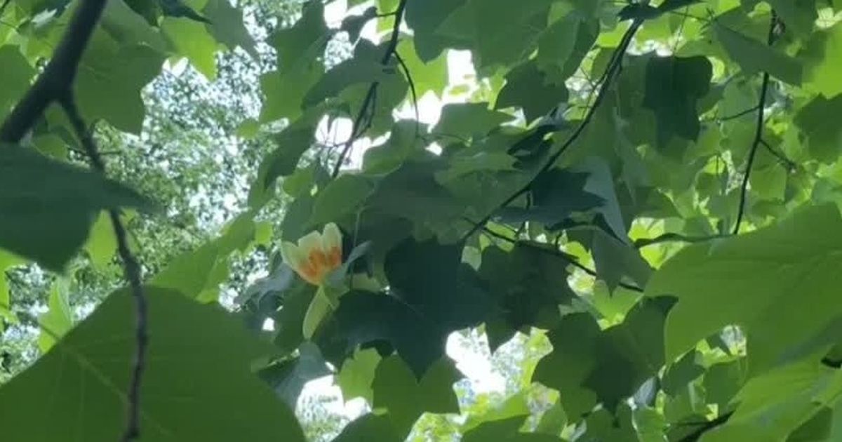 VIDEO Au înflorit Tulipanii. Arborii-lalea sunt admirați în Avrig ...