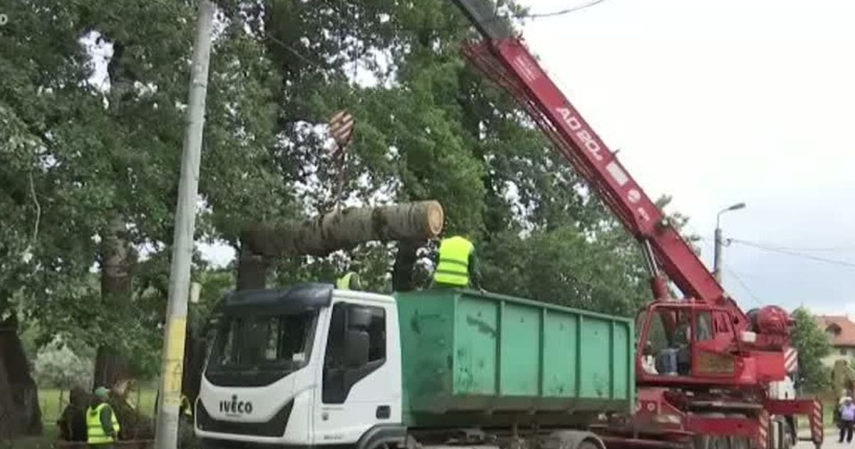 VIDEO Furtuna a lovit în „plopii fără soț” - Stirile Kanal D