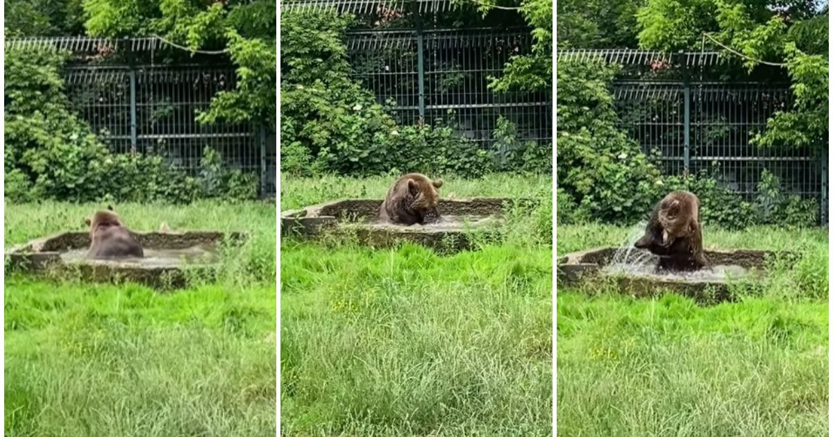 ”Balu în acțiune” în județul Suceava: Imagini virale de la Grădina ...
