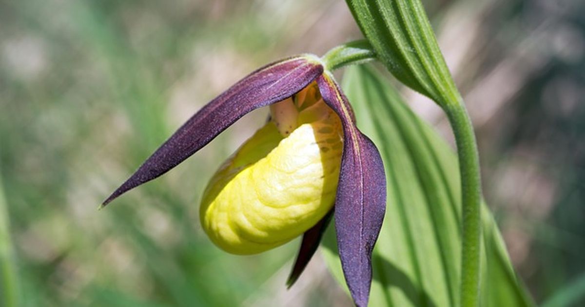 Una din cele mai frumoase flori din România crește în Maramureș: Este o ...
