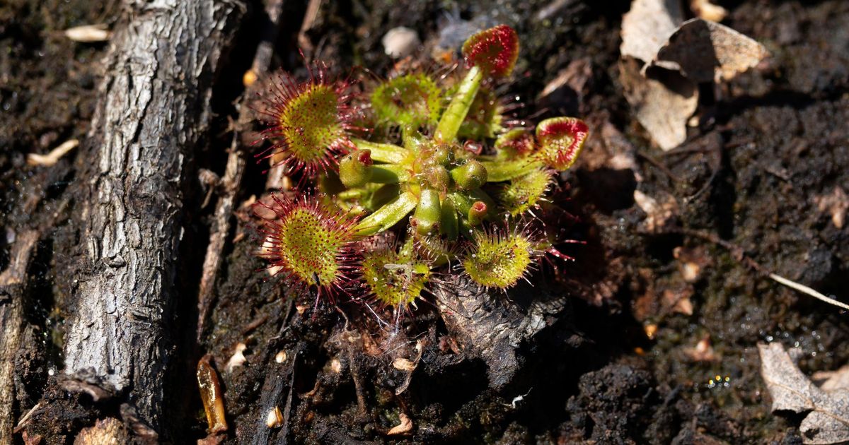 Știai că în Maramureș crește o plantă carnivoră? Cum arată Roua Cerului ...