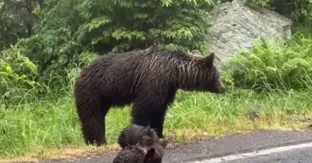 VIDEO Unul dintre cei trei ursuleți orfani a fost găsit. Se afla la ...