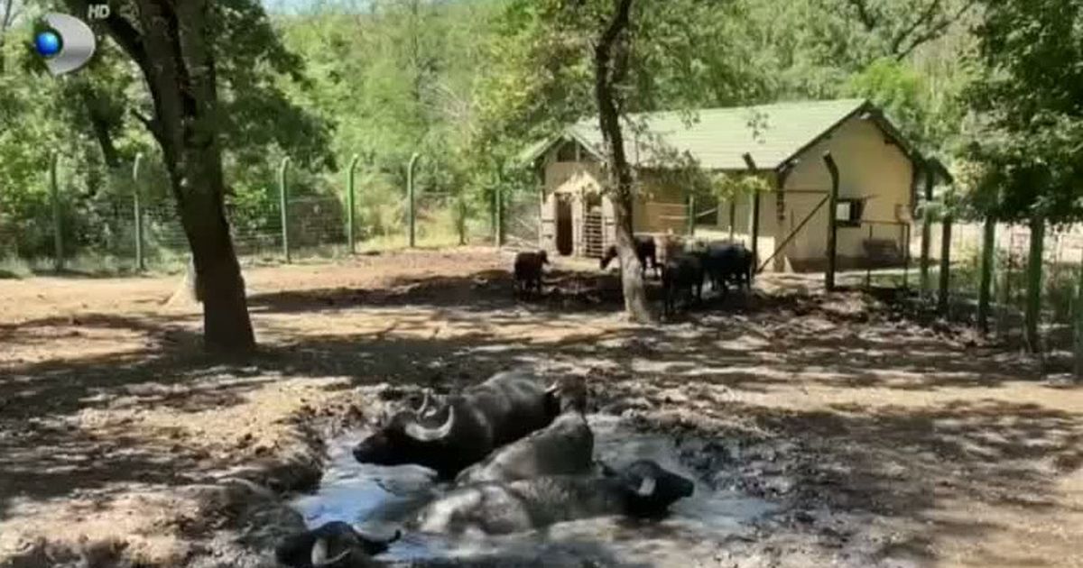 VIDEO Grădina Zoologică din Galați răsfață animalele cu un meniu ...