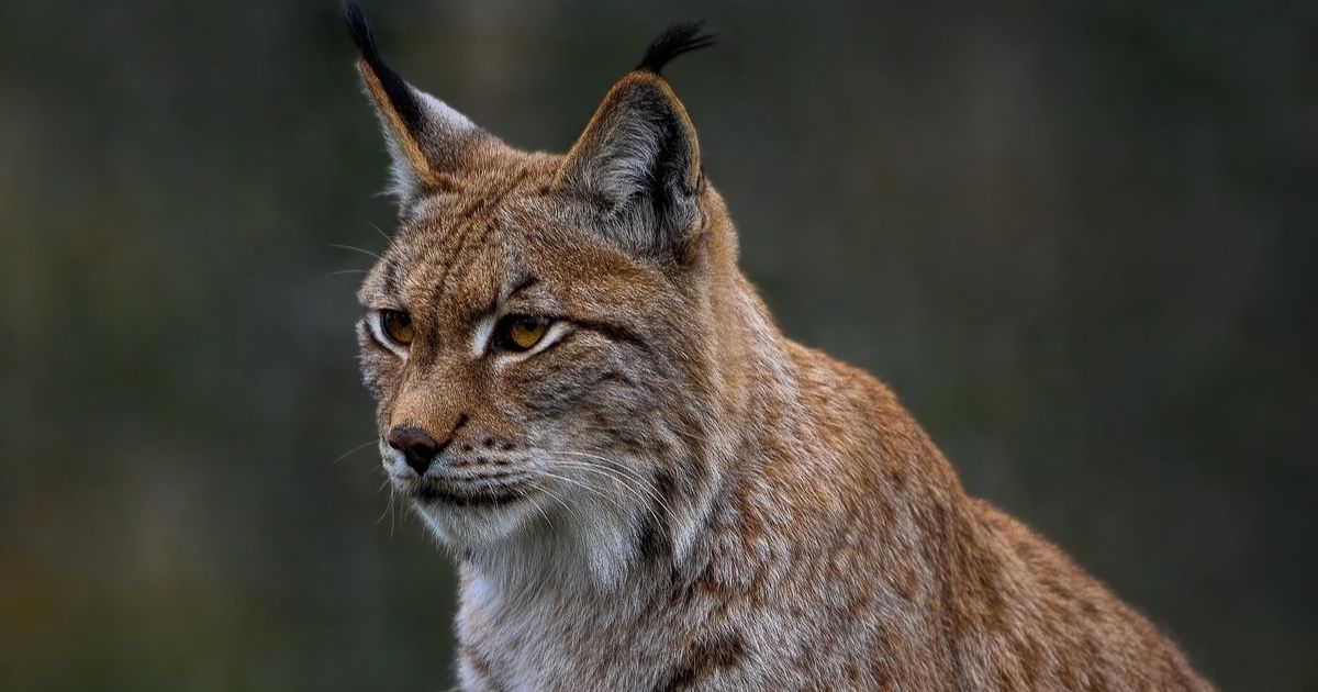 VIDEO Panică în Fălticeni! Un râs african, pierdut de stăpânul care îl ...