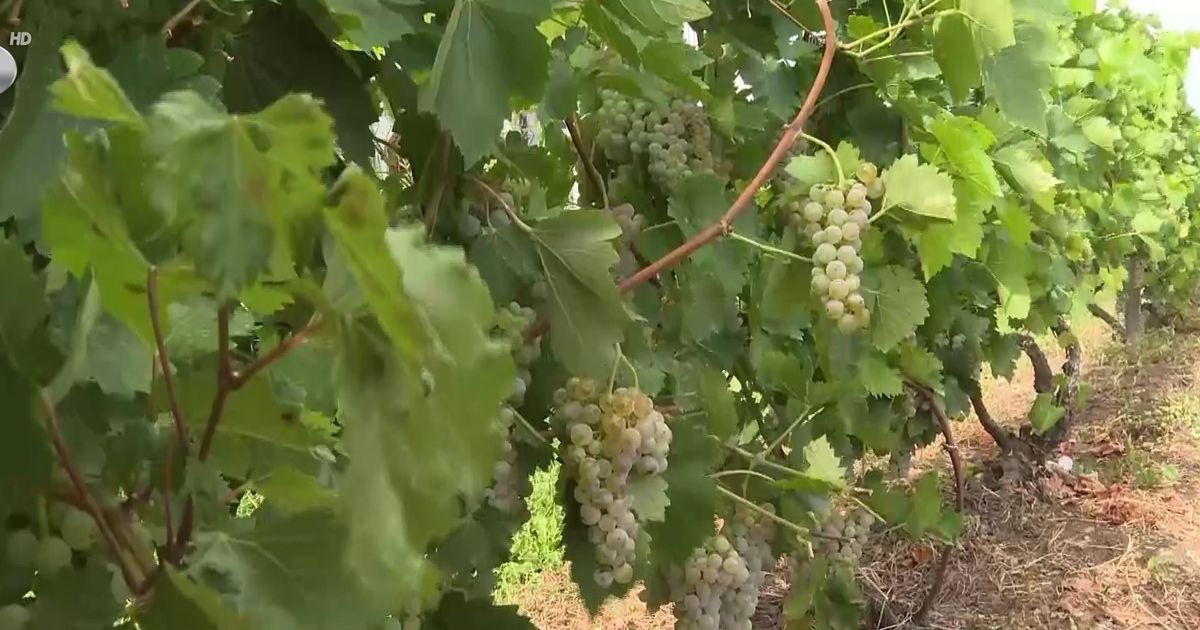 VIDEO „Este un soi cu un randament foarte bun”. Podgoriile din județul ...